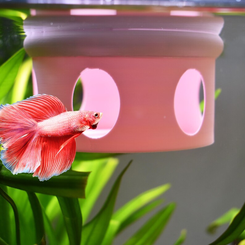 Aquarium Floating Betta Fish Feeder. Floating Feeder for Small Fish ...