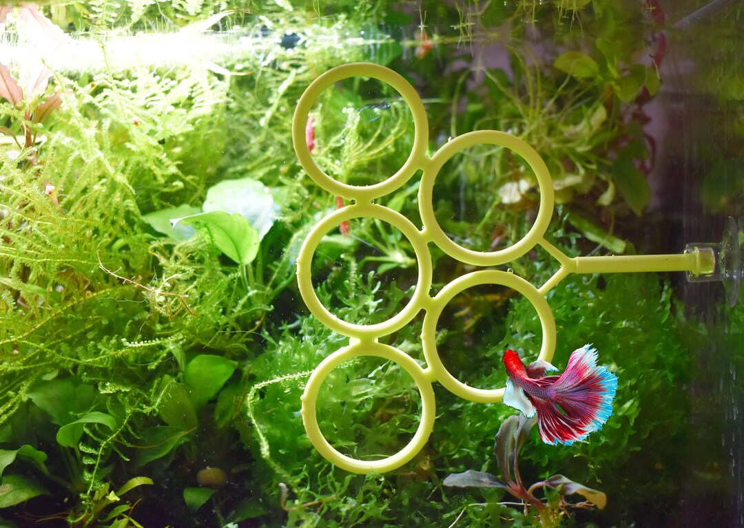 Olympic Ring for Betta Fish Trainning. 3D Printed Betta Exercise Loops ...