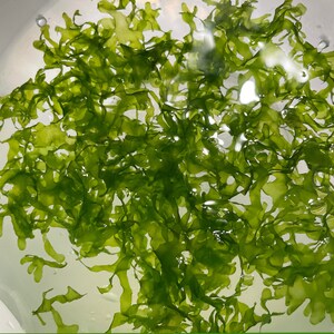 Live Subwassertang Moss Aquarium Plant Fast and Easy to Grow With Low ...