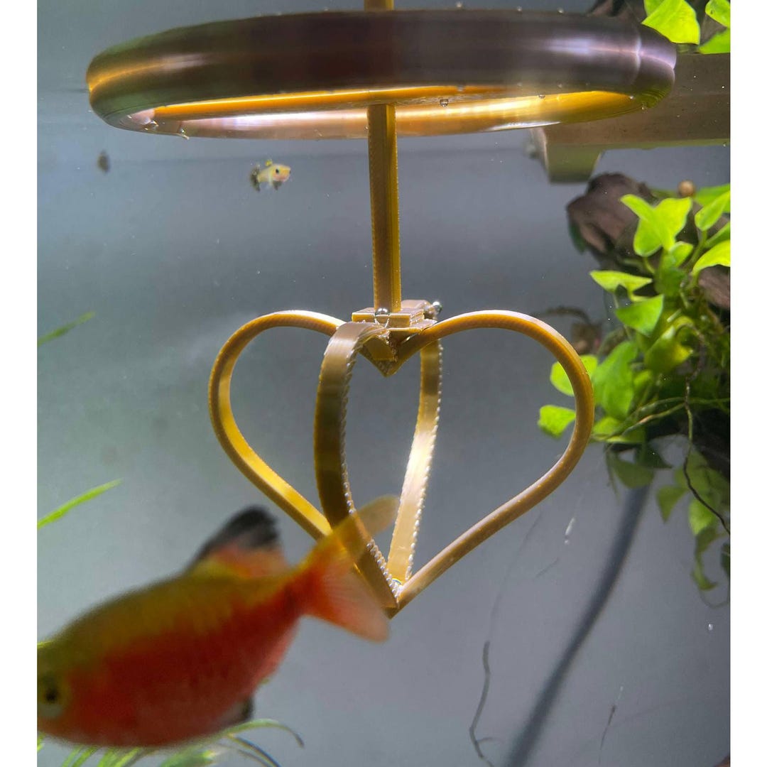 Active Floating Betta Ring Heart Shape. Betta Training Ring. Betta ...