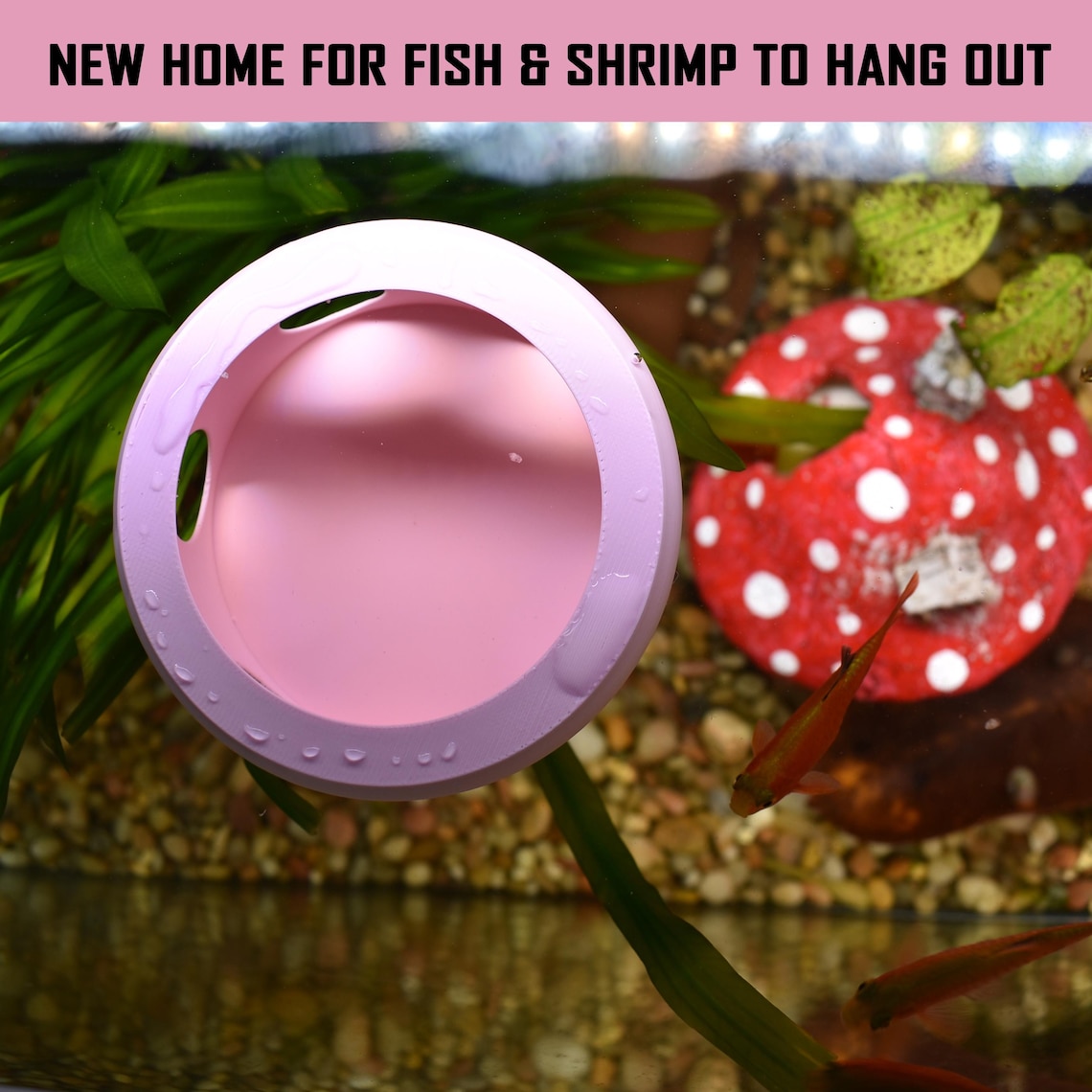 Aquarium Floating Betta Fish Feeder. Floating Feeder for Small Fish ...