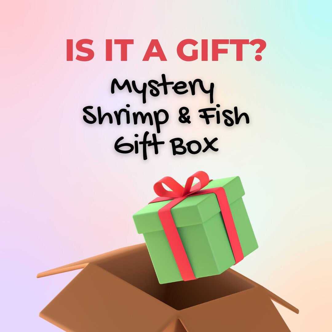 Mystery Holiday Gift Box for Aquarium. Fish & Shrimp Box. Secret Box ...