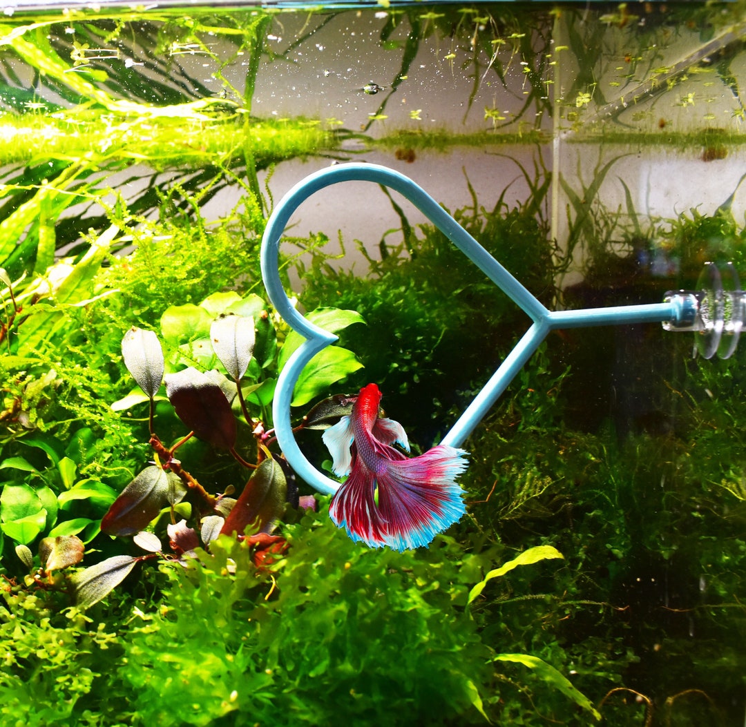 Valentine's Day Olympic Ring for Betta Fish Training. 3d-printed Betta ...