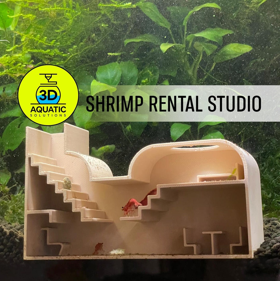 Aquarium Shrimp Rental Studio. Large Shrimp Studio for Rent. All-inclusive Facility. Luxury ...