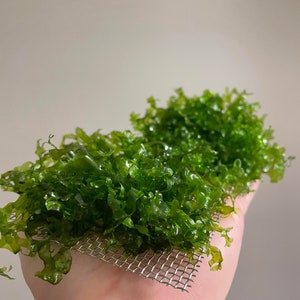 Live Subwassertang Moss Aquarium Plant Fast and Easy to Grow With Low ...