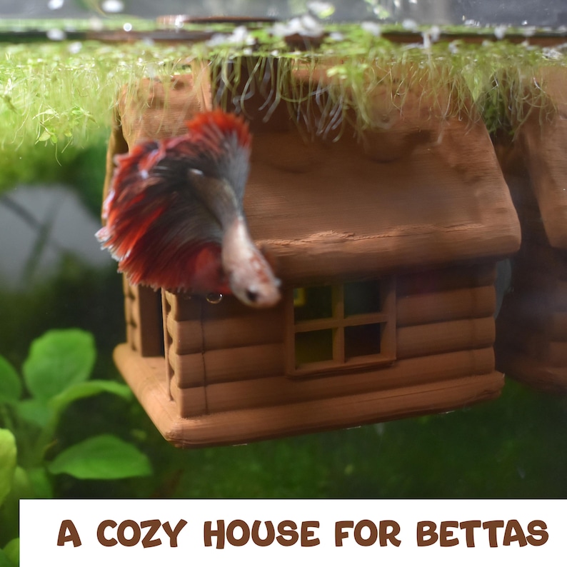 Aquarium Cozy Betta Cabin. Charming Cottage for Betta Chilling. Warm ...