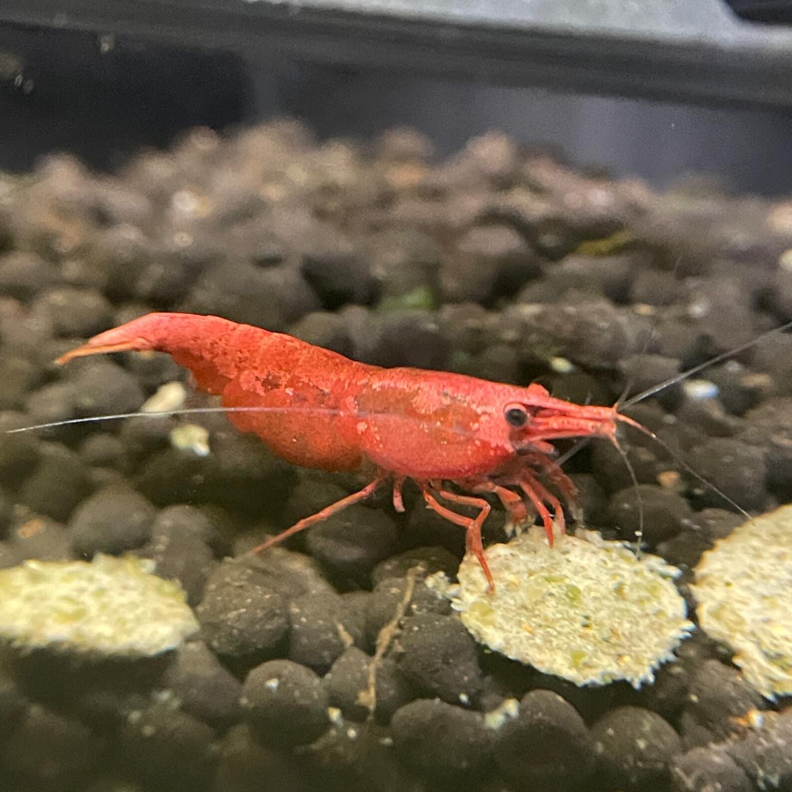 Spider Corner Shrimp Guard to Prevent Predator Fish. Halloween Theme ...