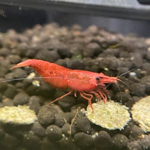 Spider Corner Shrimp Guard to Prevent Predator Fish. Halloween Theme ...