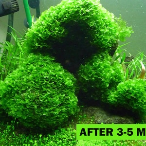 Live Subwassertang Moss Aquarium Plant Fast and Easy to Grow With Low ...