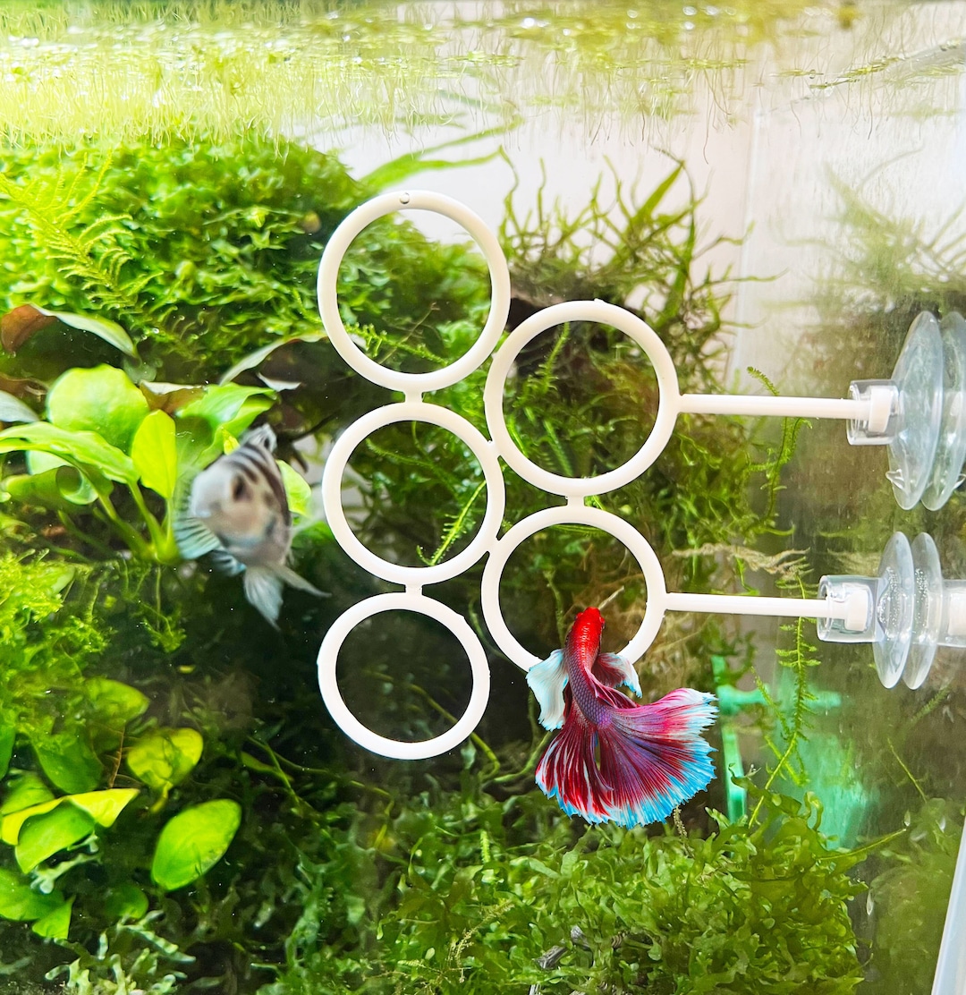 Olympic Ring for Betta Fish Trainning. 3D Printed Betta Exercise Loops ...