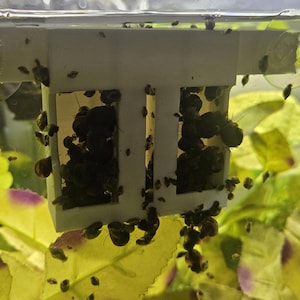 Snail Trap For Aquarium Pest Snails Catcher Overnight Leave Trap In