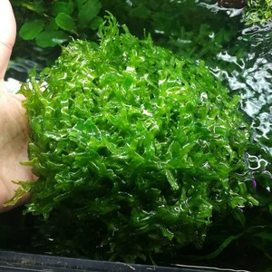 Live Subwassertang Moss Aquarium Plant Fast and Easy to Grow With Low ...