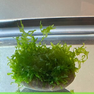 Live Subwassertang Moss Aquarium Plant Fast and Easy to Grow With Low ...