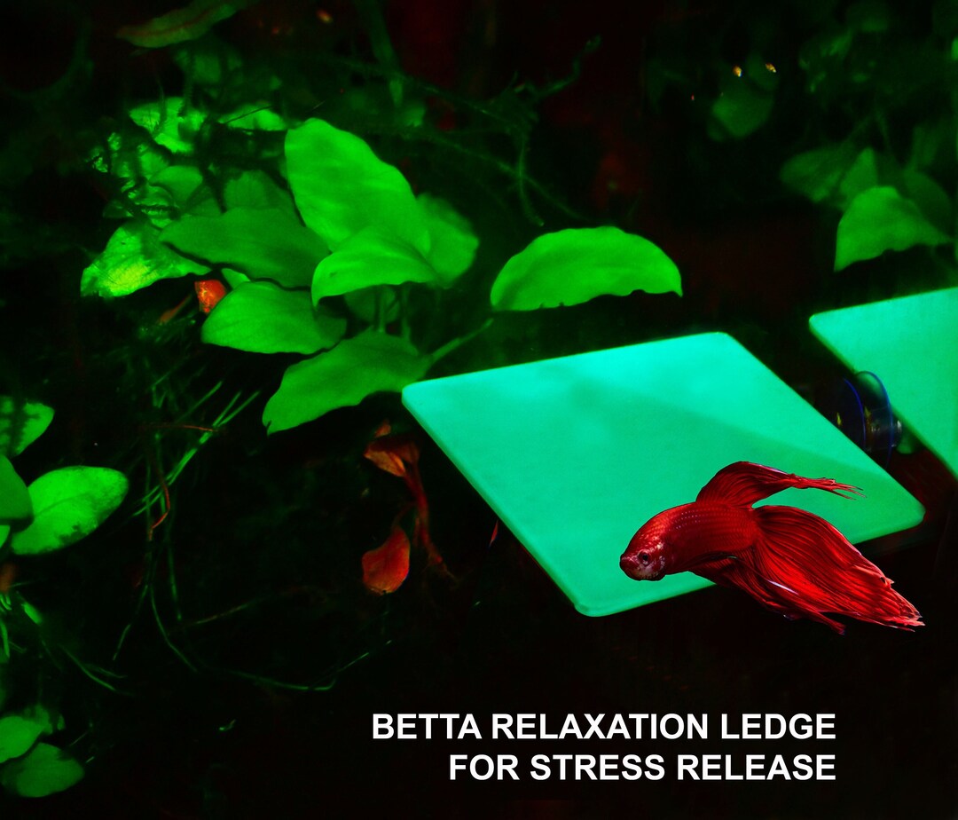 Large Rest Ledge for Betta Relaxation. Large Surface for Betta to Chill ...