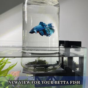 Inverted Betta Tank Holder, Panoramic View for Betta Fish, 360 View for ...