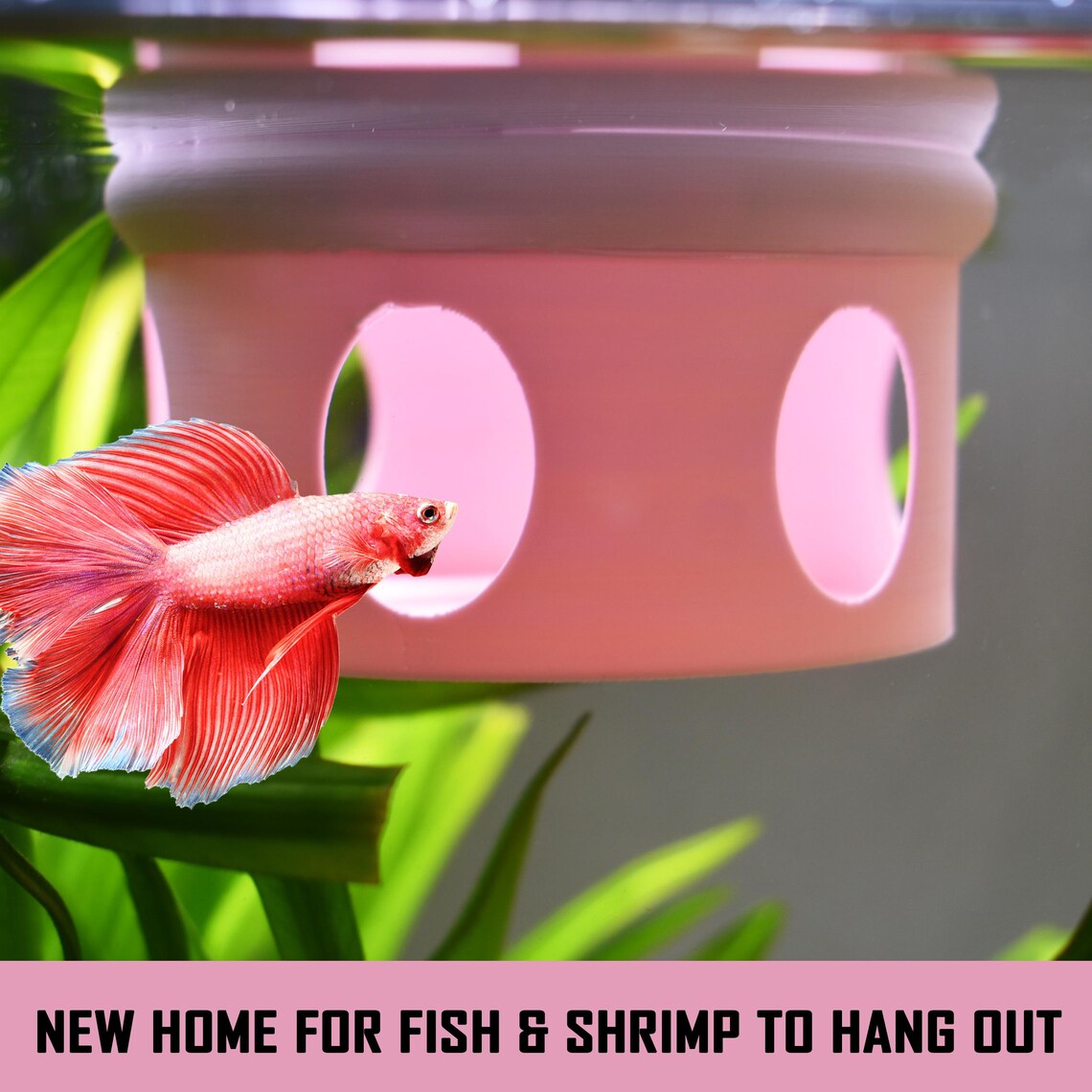 Aquarium Floating Betta Fish Feeder. Floating Feeder for Small Fish ...