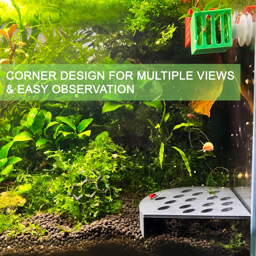 Corner Shrimp Guard to Prevent Predator Fish. Ultimate Breeding ...