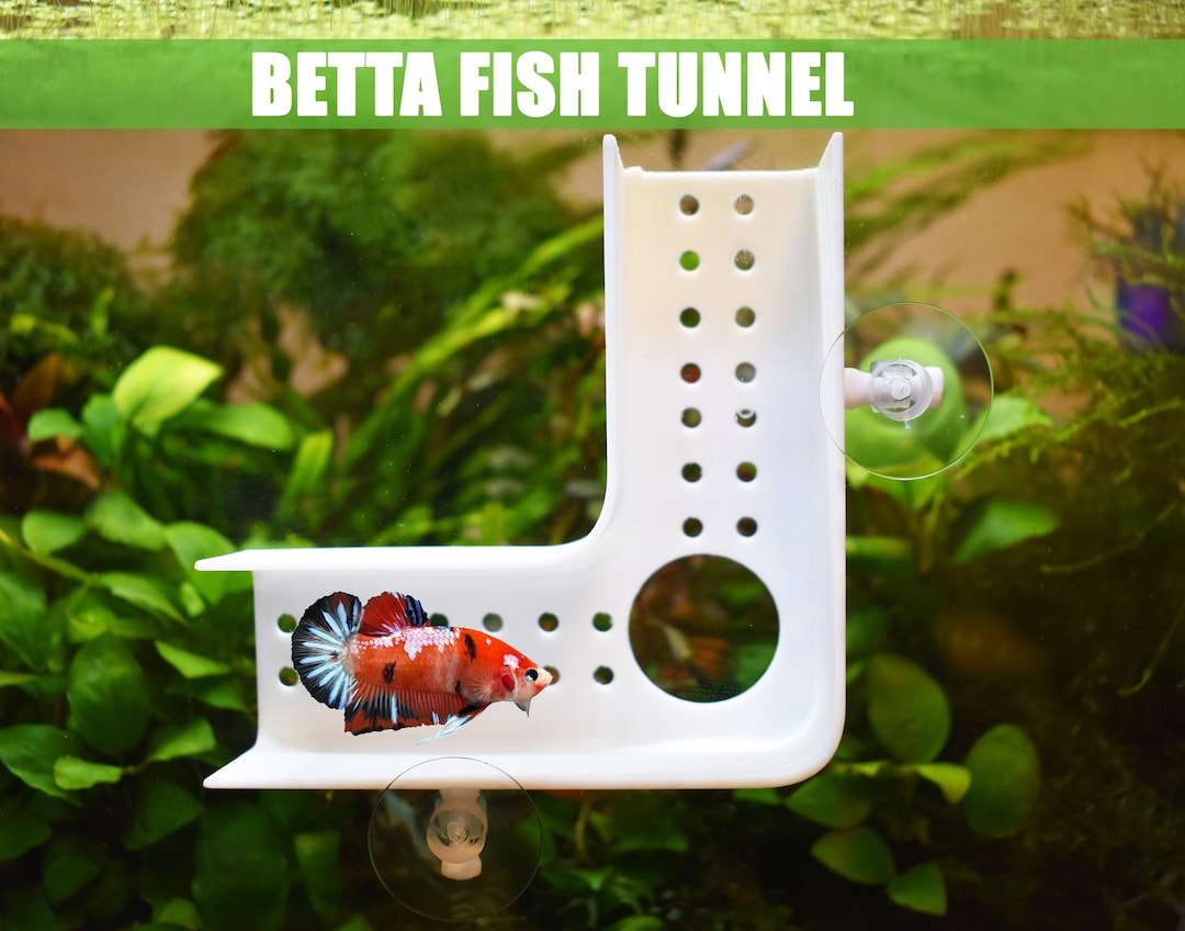 Newly Designed Betta Play Tunnel. A Hideout for Betta Fish to Chill and ...