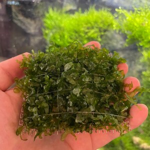 Live Subwassertang Moss Aquarium Plant Fast and Easy to Grow With Low ...