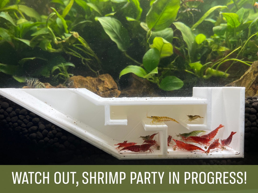 Shrimp Party Tunnel, 3d-printed Shrimp Tunnel Redefining Underwater ...