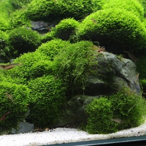 Live Subwassertang Moss Aquarium Plant Fast and Easy to Grow With Low ...