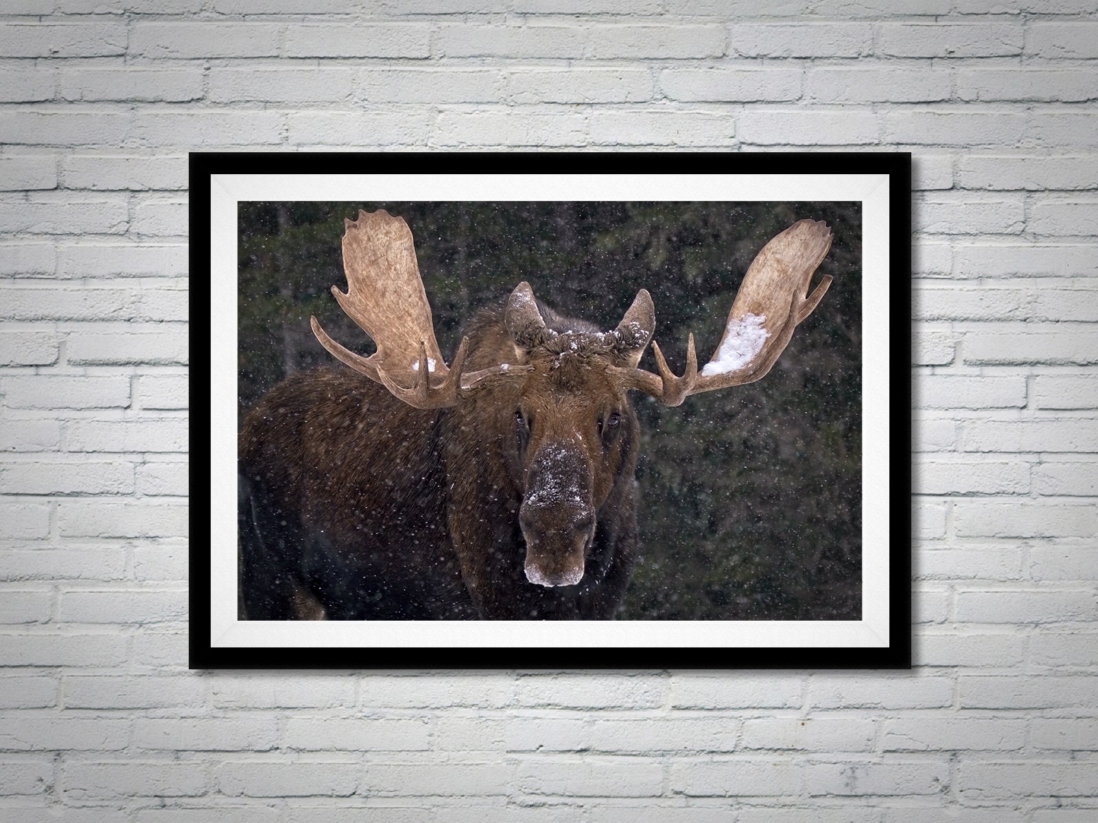 Bull Moose Portrait Print – Winter Wildlife, Rustic Nature Decor - Etsy