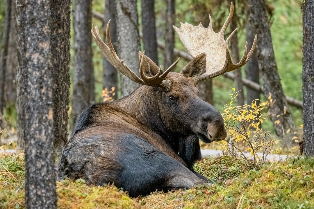 Bull Moose Resting in Autumn Forest – Wildlife Photographic Print ...