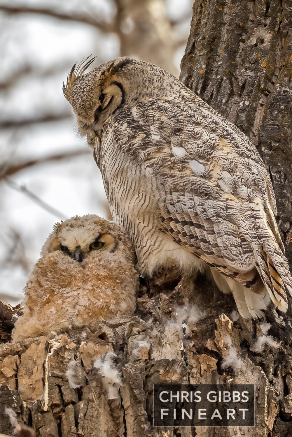 Fine Art Print hoo's Sleepy Owls Baby | Etsy