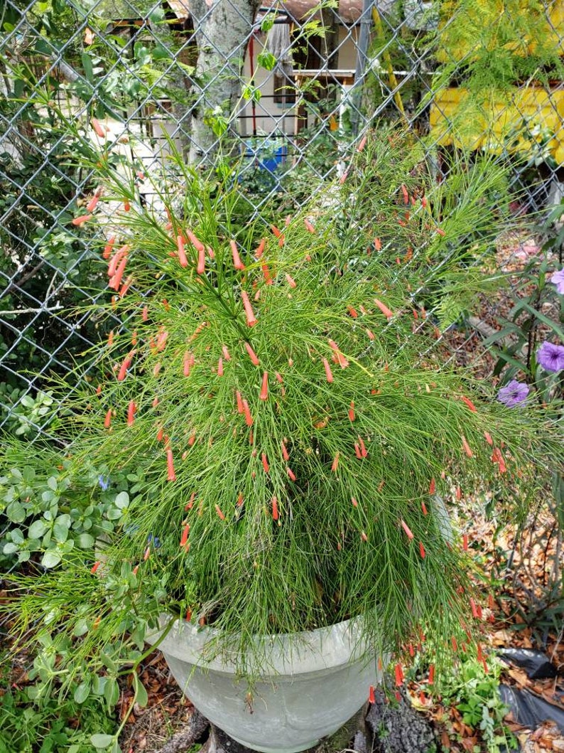 Russelia firecracker - lasopaholistic