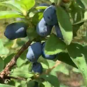 Aurora Haskap Honeyberry - Organic Dormant | Aurora | Beast | Beauty ...