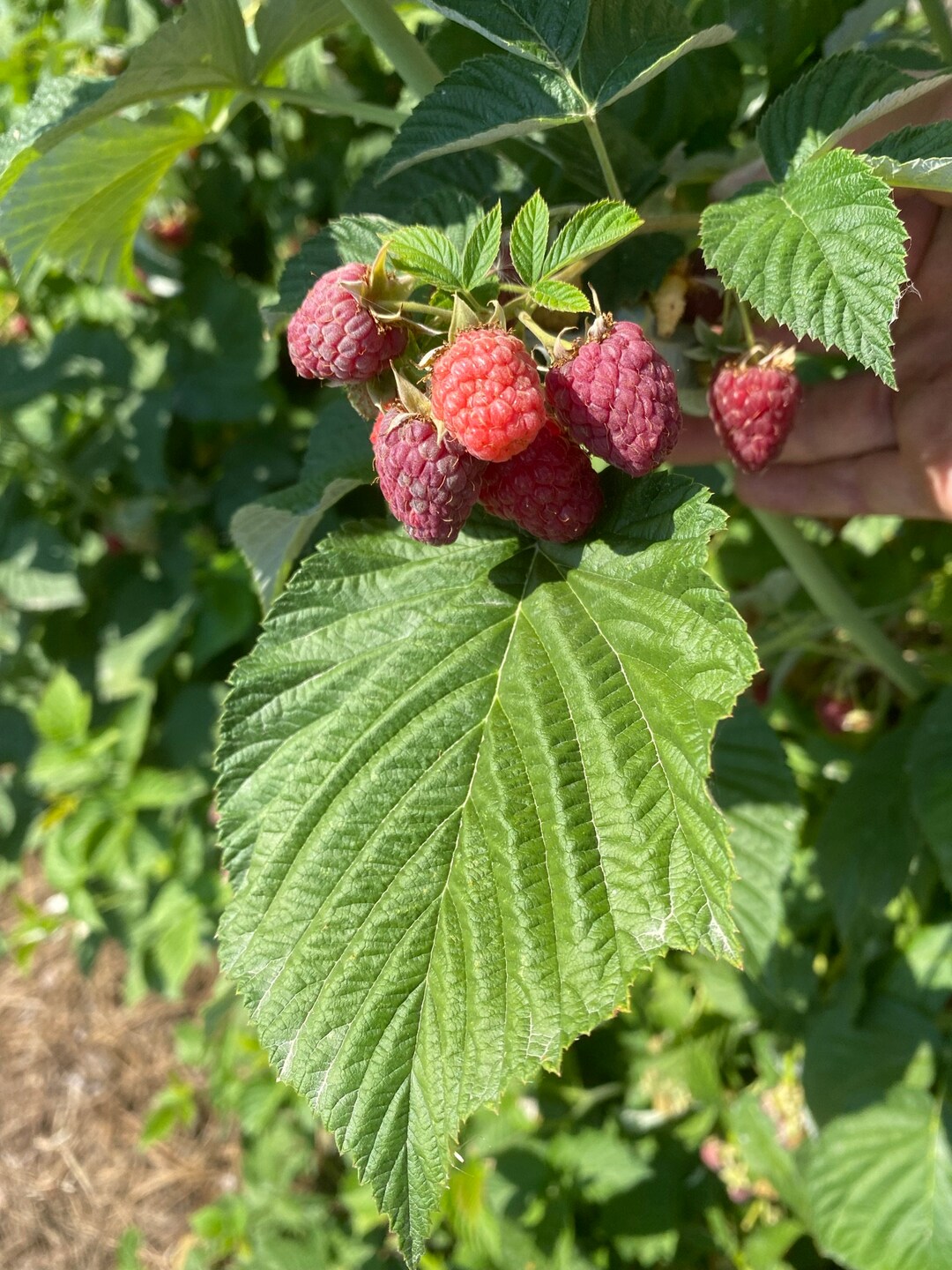 Red Raspberries Heritage Homestead | Large Bare Root Organic - Etsy