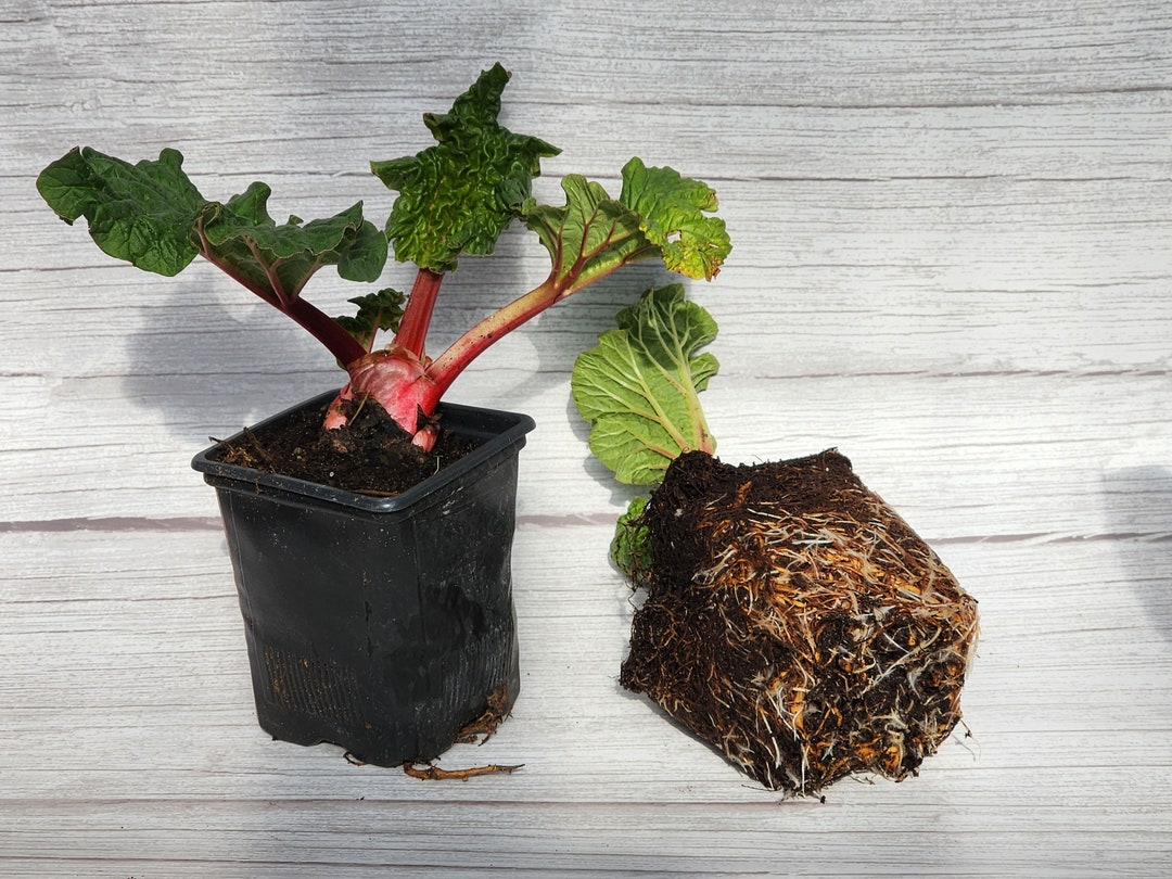 Canadian Red Rhubarb Bare Root | Organic | Live Crown Root | Rare ...