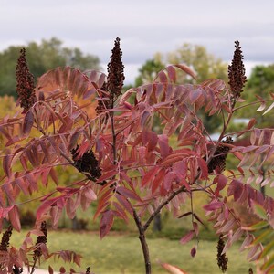 Smooth Sumac | Rhus Glabra | Organic Live Plant | Autumn Fall Beauty ...