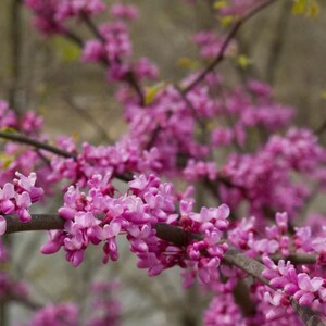 Redbud Shrub - Organic 2 Yr Old | Dormant | Pollinator | Stricking Pink ...