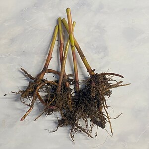 Organic Golden Rod - 4 Organic Live Root Goldenrod | Solidago ...