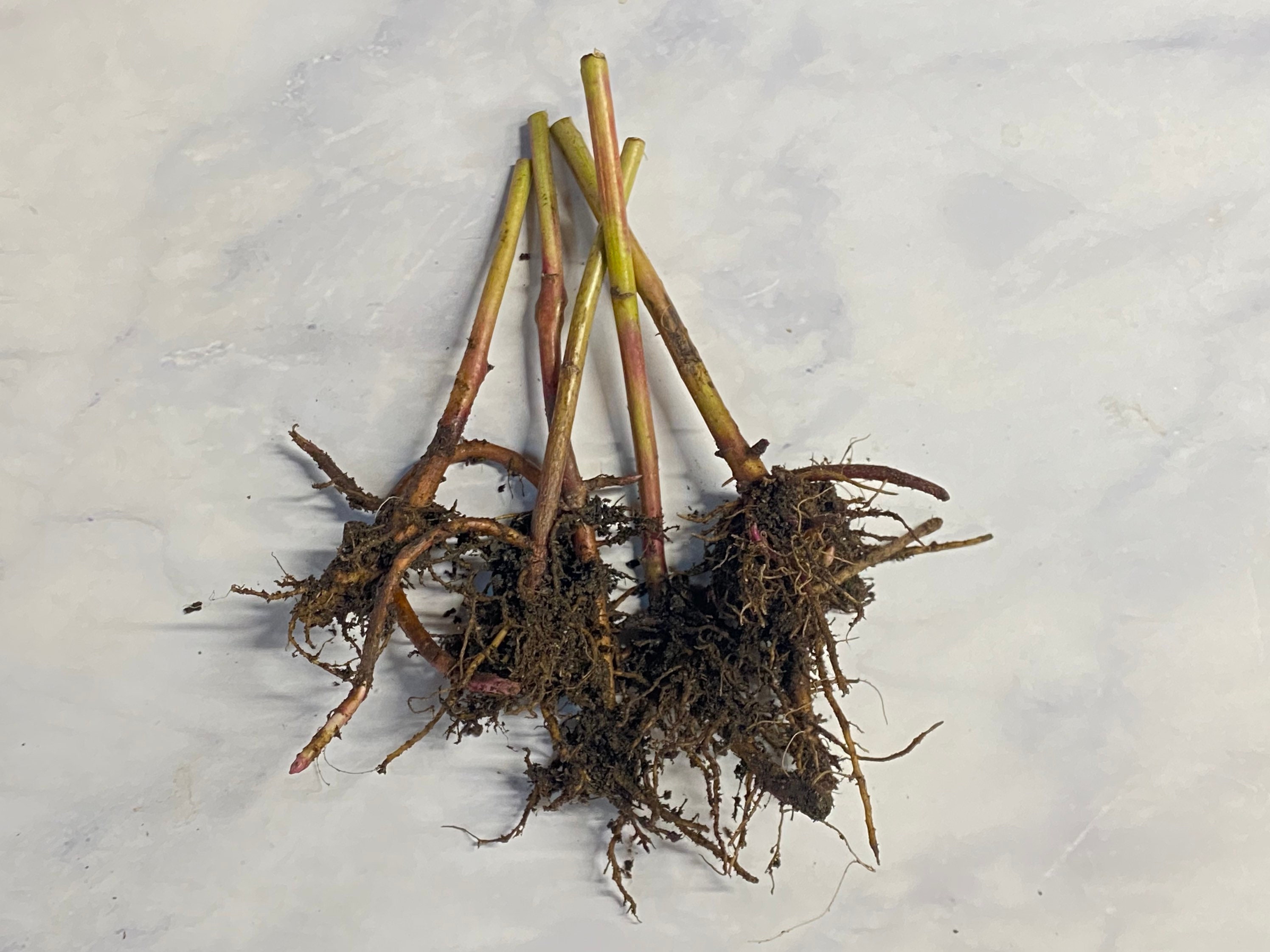 Organic Golden Rod - 4 Organic Live Root Goldenrod | Solidago ...