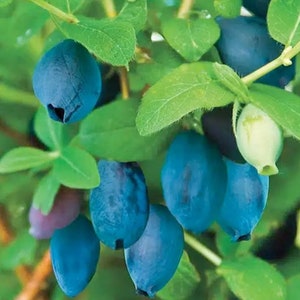 Aurora Haskap Honeyberry - Organic Dormant | Aurora | Beast | Beauty ...