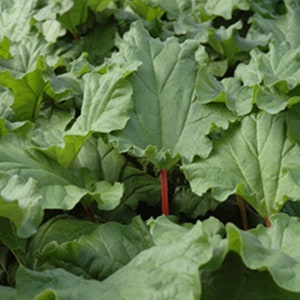 Canadian Red Rhubarb Bare Root | Dormant Organic | Live Crown Root ...