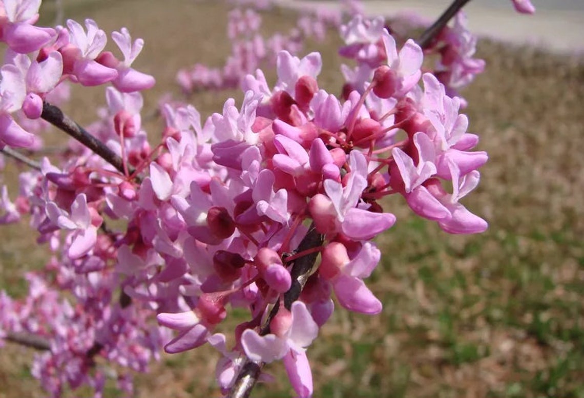 Redbud Shrub - Organic 2 Yr Old | Dormant | Pollinator | Stricking Pink ...