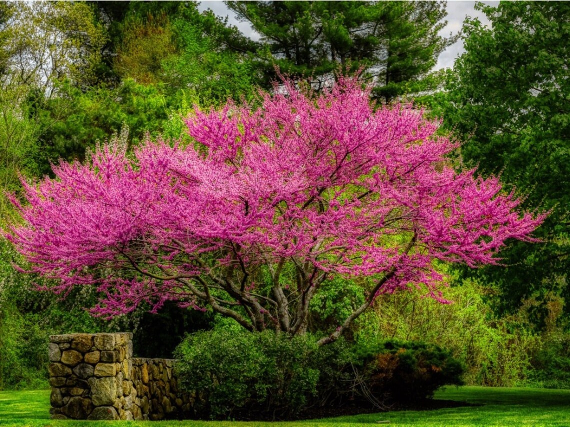 Redbud Shrub - Organic 2 Yr Old | Dormant | Pollinator | Stricking Pink ...