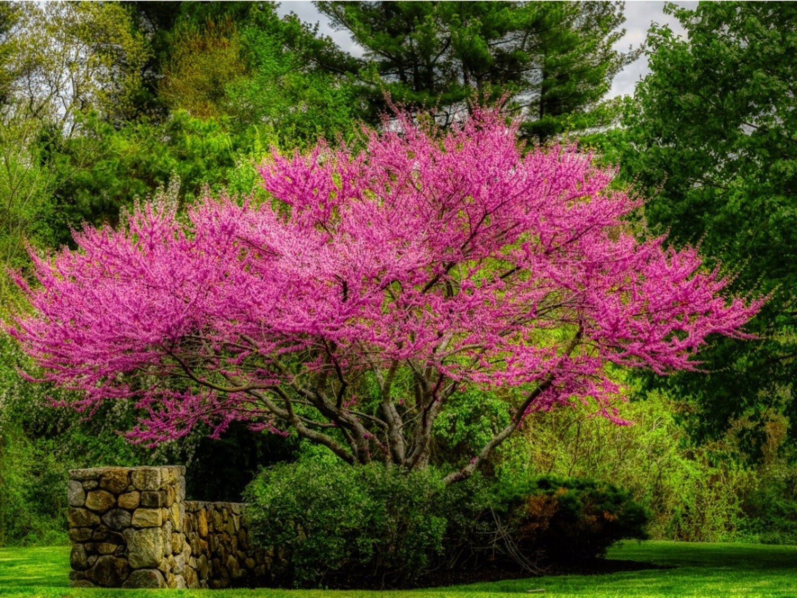 Redbud Shrub - Organic 2 Yr Old | Dormant | Pollinator | Stricking Pink ...