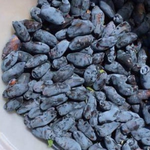 Aurora Haskap Honeyberry - Organic Dormant | Aurora | Beast | Beauty ...