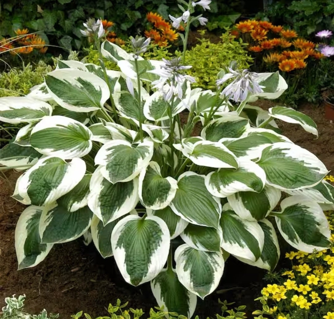 Hosta Giant Royal Standard | Hosta Patriot | Organic Live Plant ...