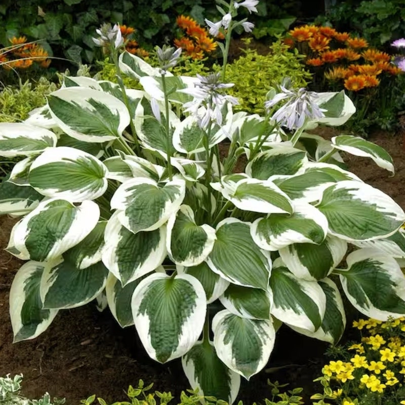 Hosta - Etsy