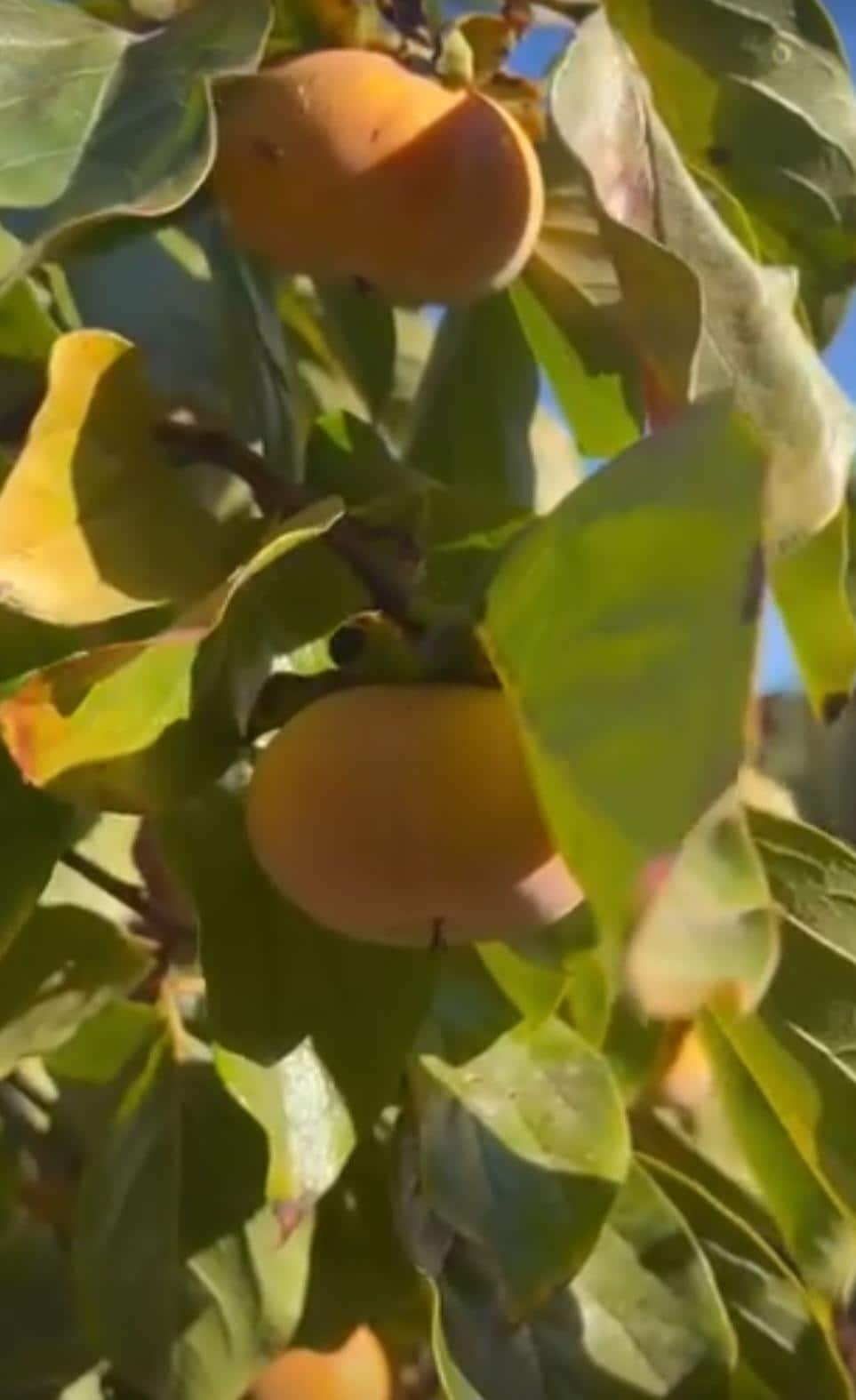 American Persimmon Live Tree | Diospyros Virginia | Organic Live Plants ...