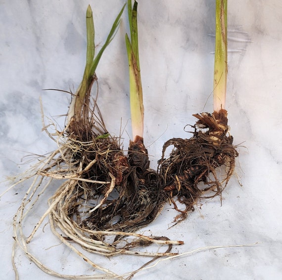 Cat Tail Plant Root