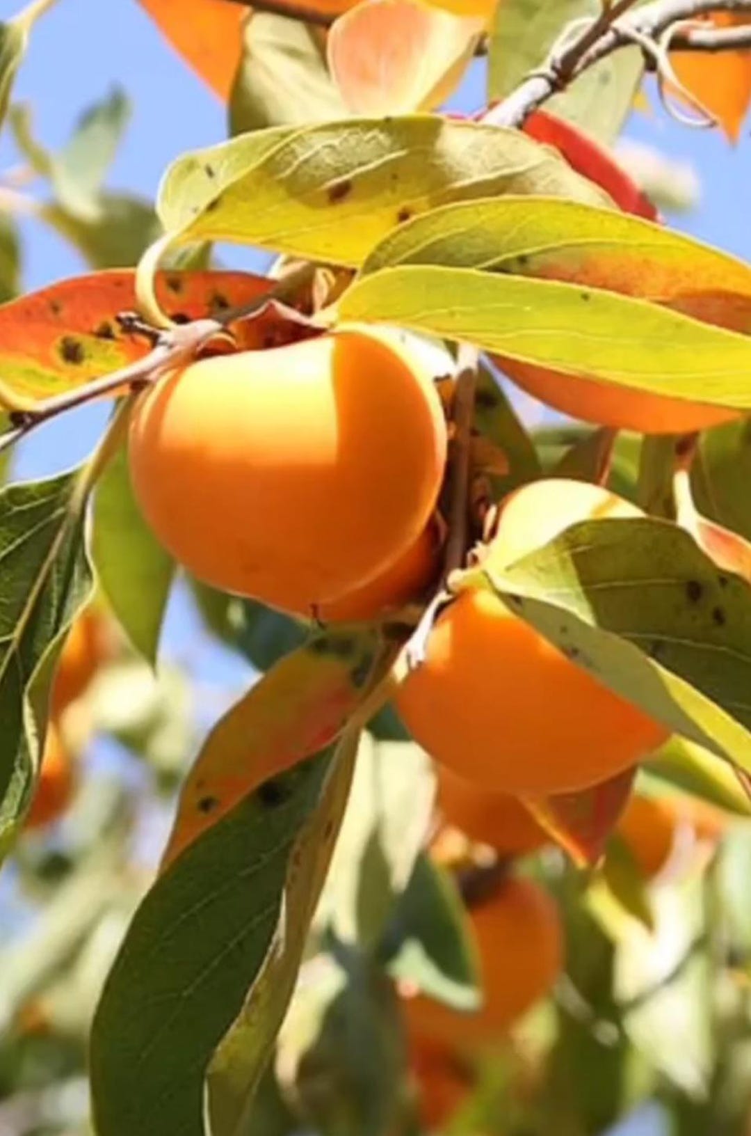 American Persimmon Live Tree | Diospyros Virginia | Organic Live Plants ...