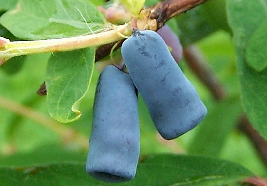 Aurora Haskap Honeyberry - Organic Dormant | Aurora | Beast | Beauty ...