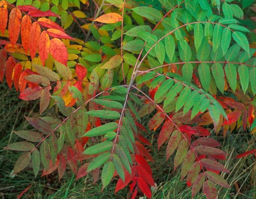 Smooth Sumac | Rhus Glabra | Organic Live Plant | Autumn Fall Beauty ...