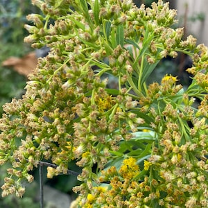 Organic Golden Rod - 4 Organic Live Root Goldenrod | Solidago ...